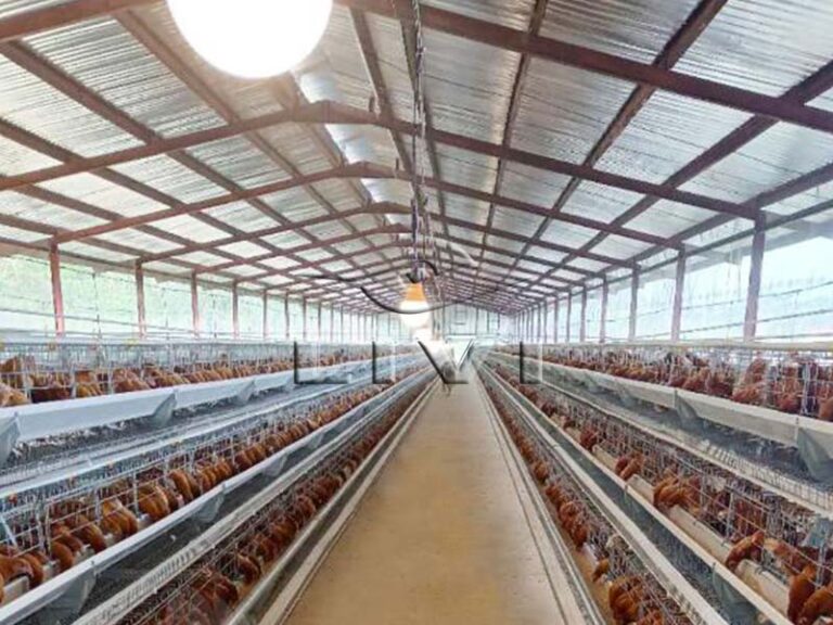 Poultry Farming Equipment for 5000+ Chickens Poultry Business in ...